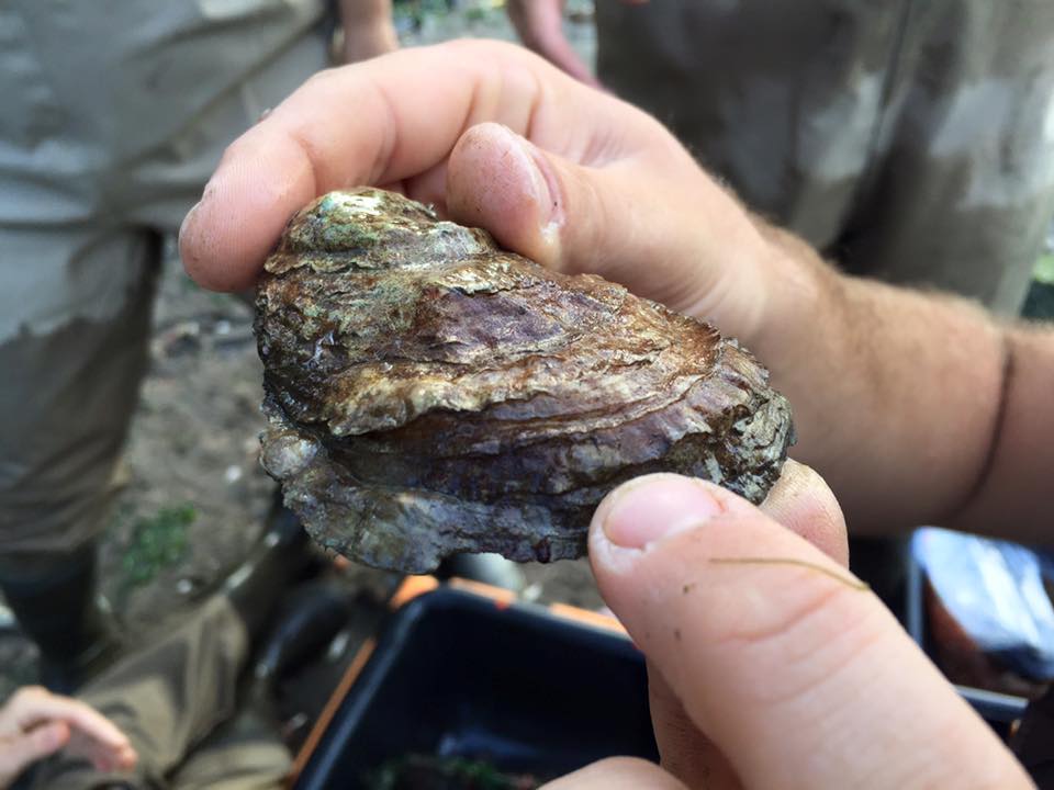 NY/NJ Baykeeper Reports Increased Oyster Growth, Biodiversity at Bronx ...